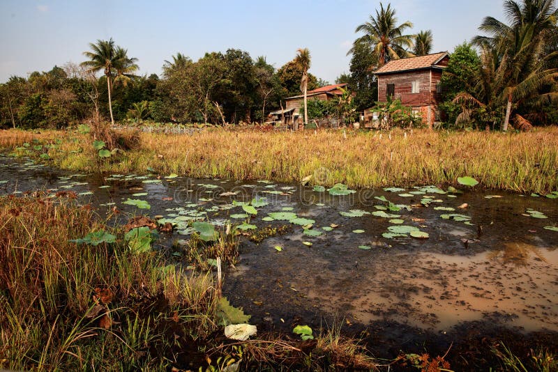 House on the Swamp stock photo. Image of cambodia, jungle - 62427520