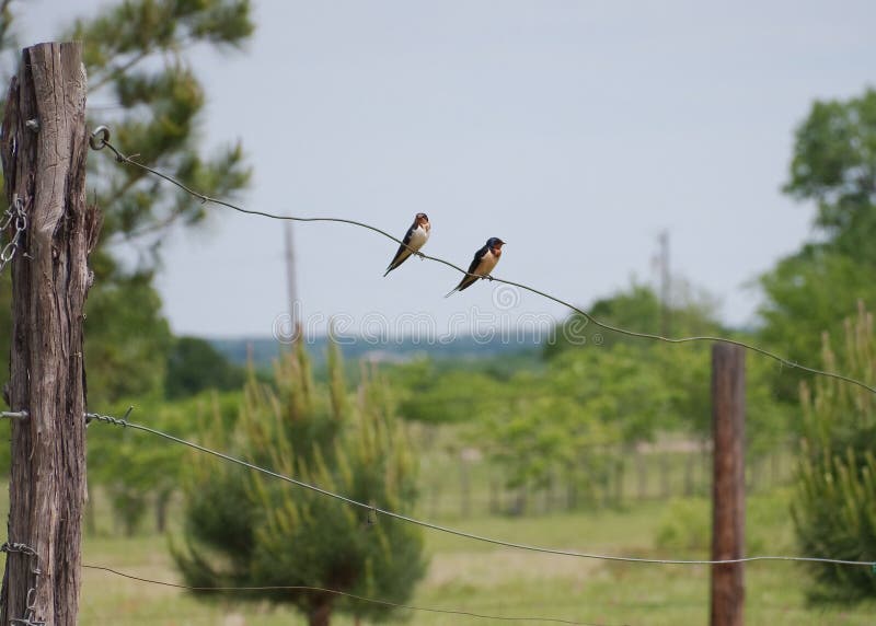 House Swifts on a Wire Fence in Texas Stock Photo - Image of regal ...