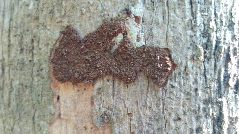 137 Termite Moth Stock Photos - Free & Royalty-Free Stock Photos from ...