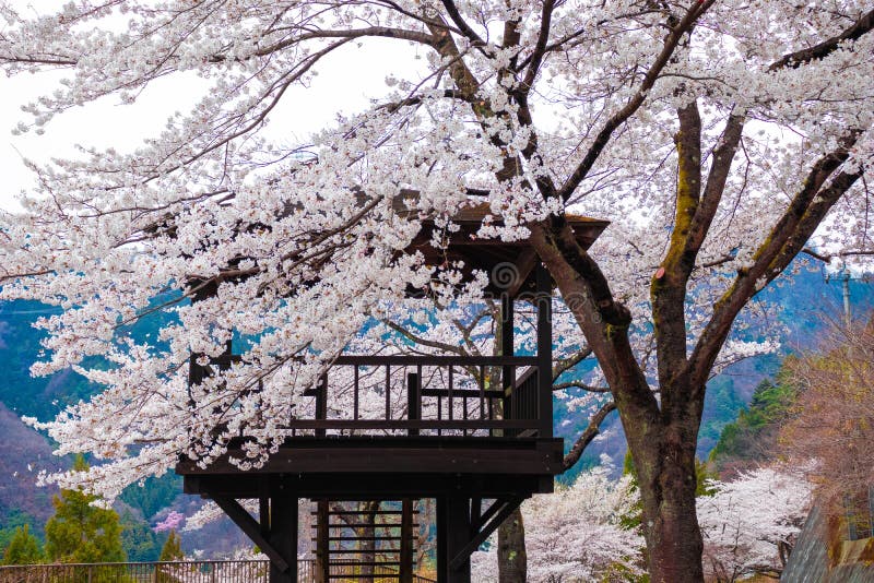 Sakura house editorial photography. Image of cherryblossom - 101092222