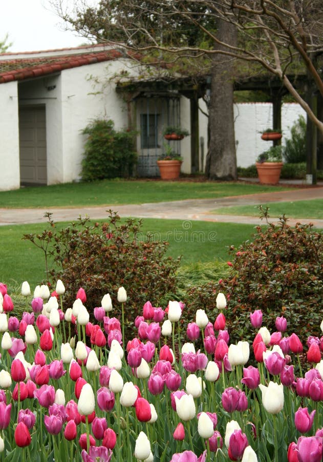 House with Tulips stock photo. Image of home, flowers - 9407034