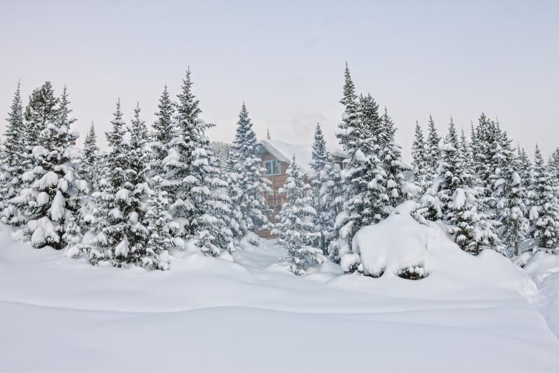 House Under Snow in Winter Wood Chalet among Spruce Trees in the Stock ...