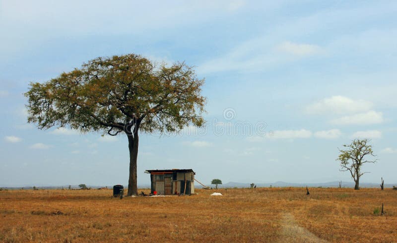 The house under a tree stock photo. Image of construction - 12847362