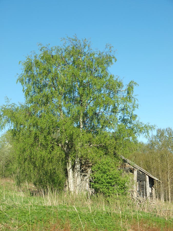 The house under a tree stock image. Image of window, grass - 14524565