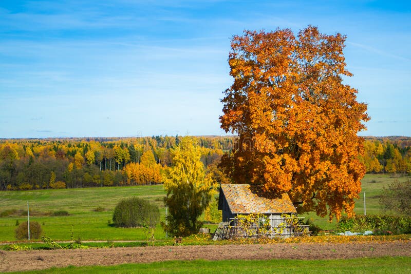House under the tree stock photo. Image of outdoors, forest - 39246302