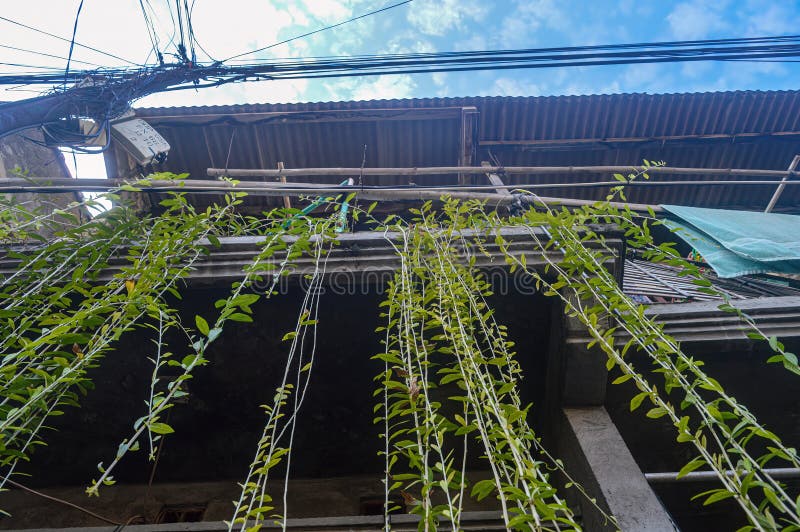 A House with Vines on the Front Stock Image - Image of decoration, lush ...
