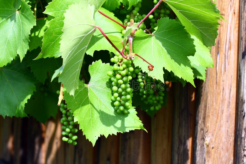 New grape harvest stock photo. Image of grape, vineyard - 122349158