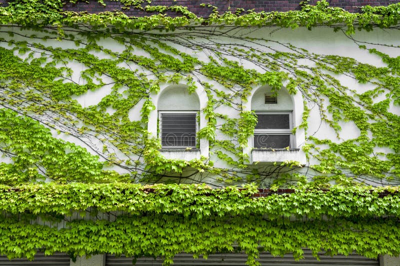 House Wall and Windows Covered by Climbing and Creeping Green Ivy Stock ...