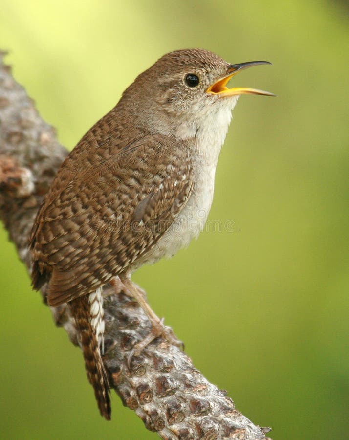 House Wren stock image. Image of profile, birding, identification - 3740625