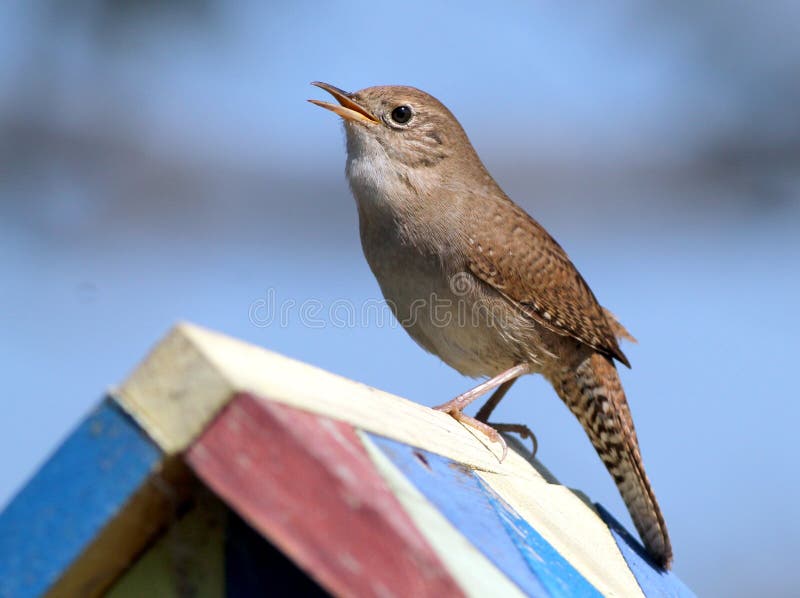 House Wren stock image. Image of profile, birding, identification - 3740625