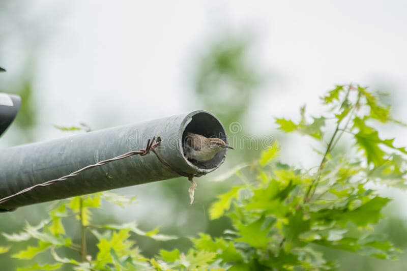 House Wren and it s house. stock photo. Image of house - 269720406
