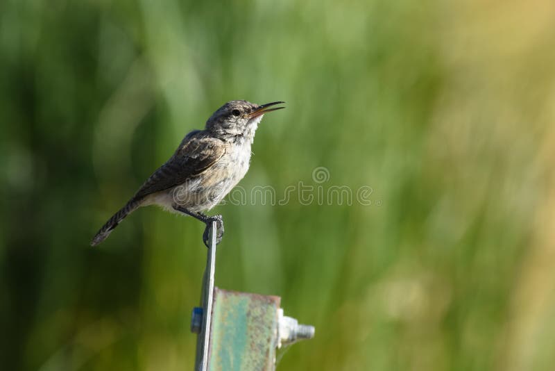 House Wren Green Background Stock Image - Image of species, bark: 94489945