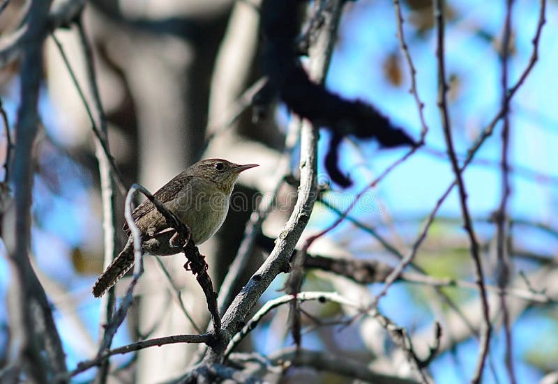 North American Wren Stock Photos - Free & Royalty-Free Stock Photos ...