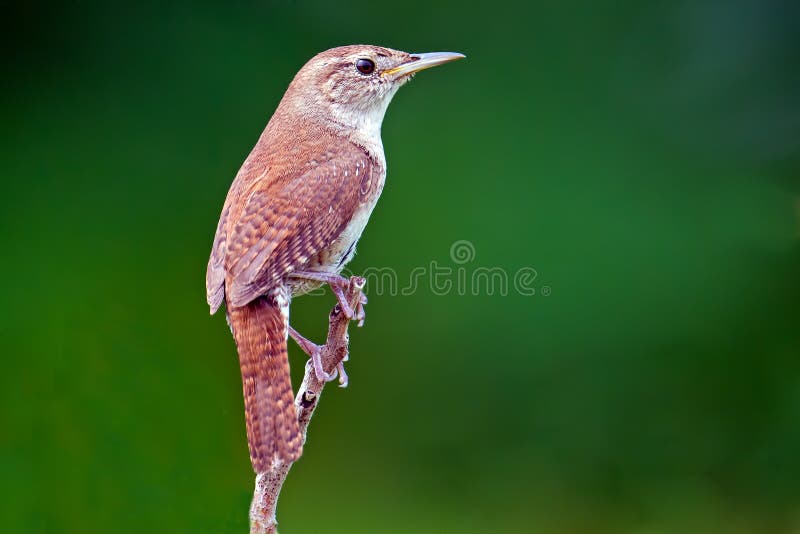 House Wren stock image. Image of profile, birding, identification - 3740625