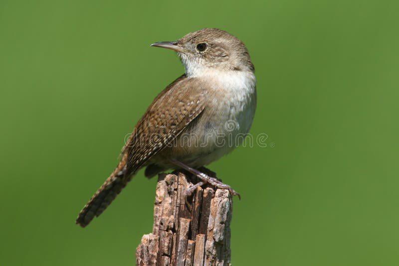 House Wren stock image. Image of profile, birding, identification - 3740625