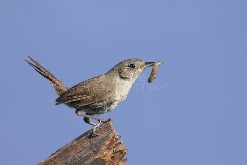 House Wren stock image. Image of profile, birding, identification - 3740625