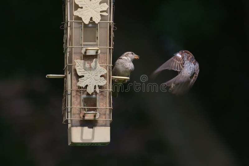 House Wrens at the Bird Feeder Stock Photo - Image of animal, brown ...