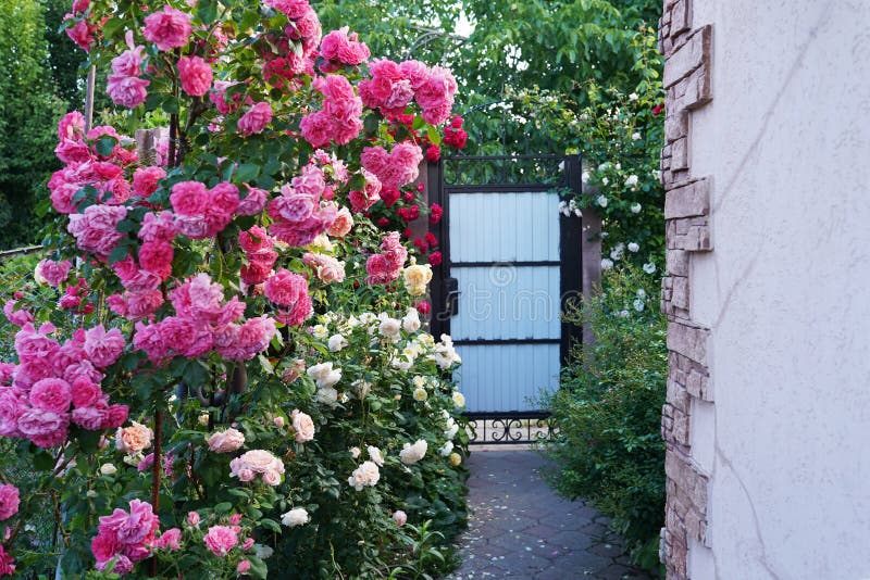 House with Yard and Pink Blooming Roses in a Garden Stock Image - Image ...