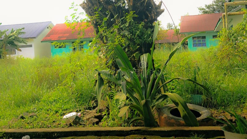 A House Yard that is Very Full of Plants that are Very Soothing Stock ...