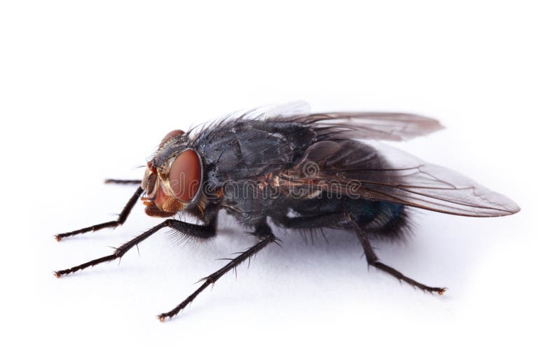 153 Housefly Anatomy Stock Photos - Free & Royalty-Free Stock Photos ...