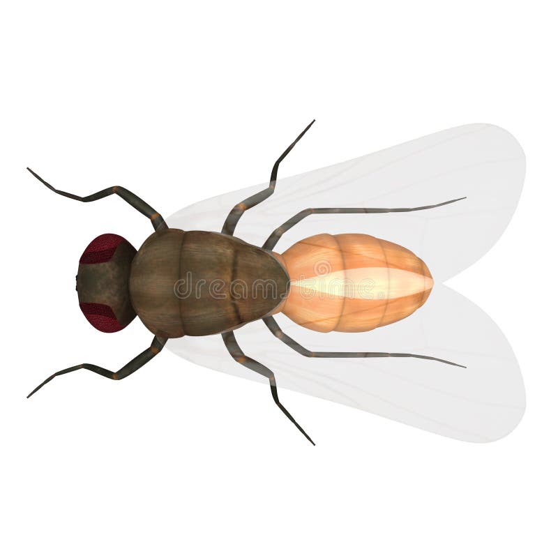 Common House Fly Stock Illustrations – 68 Common House Fly Stock ...