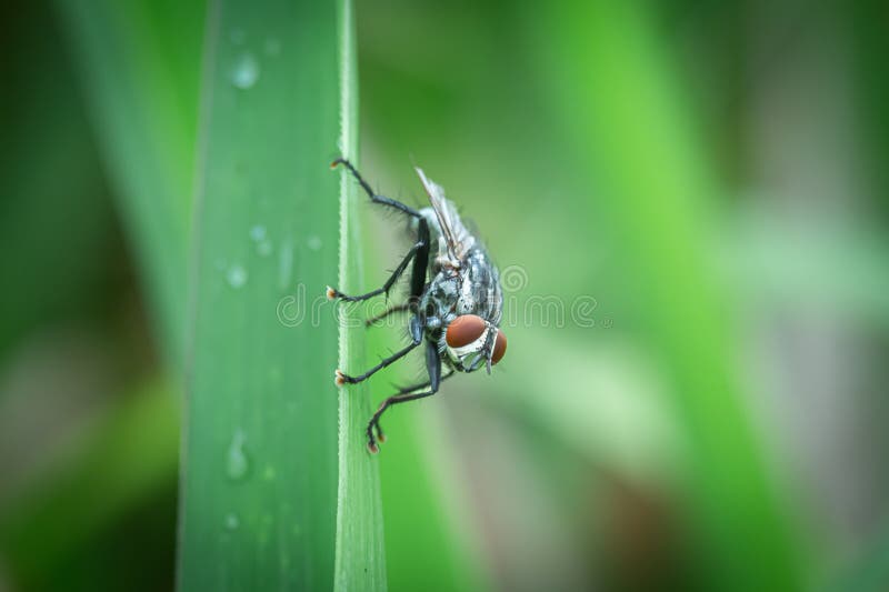 Housefly or Blue Bottle Fly that Perched on Leaves and Tree Trunks in a ...