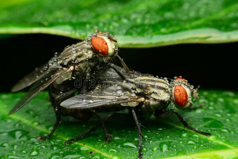 Housefly breeding stock photo. Image of wildlife, reproduction - 58710048