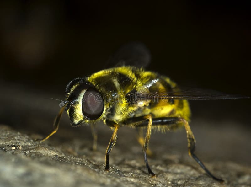 Housefly Close Up Picture. Image: 82963204