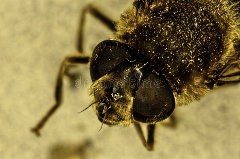 Housefly with Compound Eyes, Bristles Stock Photo - Image of faceted ...