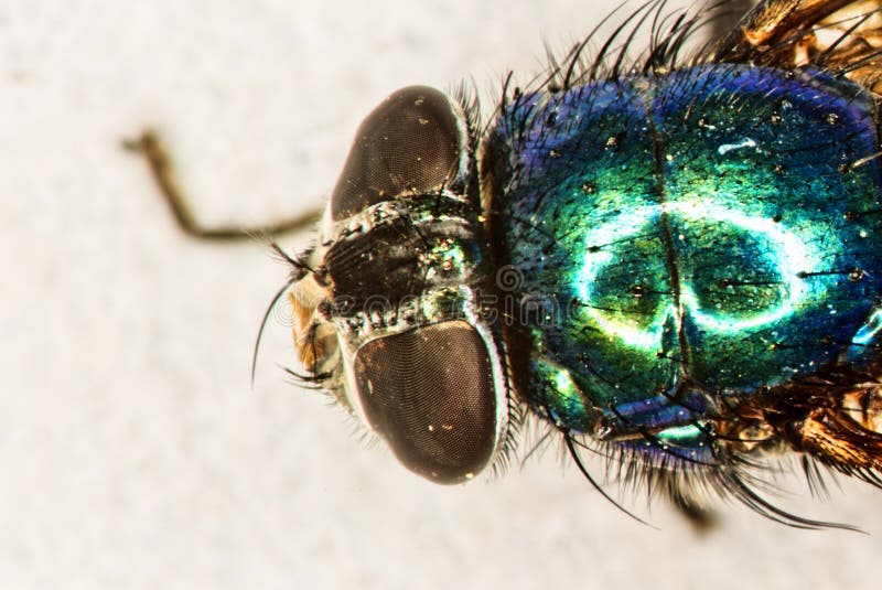 Housefly Leg with Bristles and Claws Under the Light Microscope Stock ...