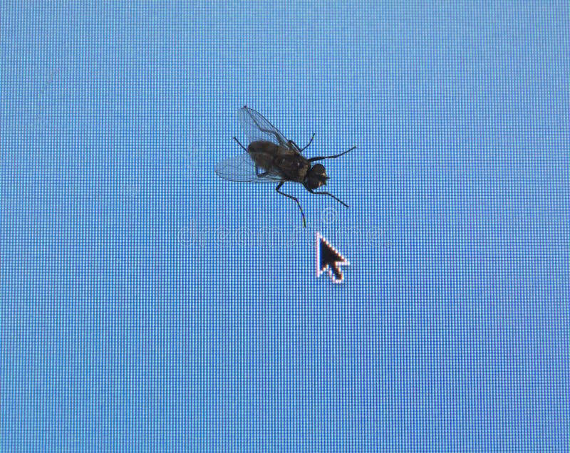 Housefly on Computer Screen. Stock Photo - Image of monitor, computer ...
