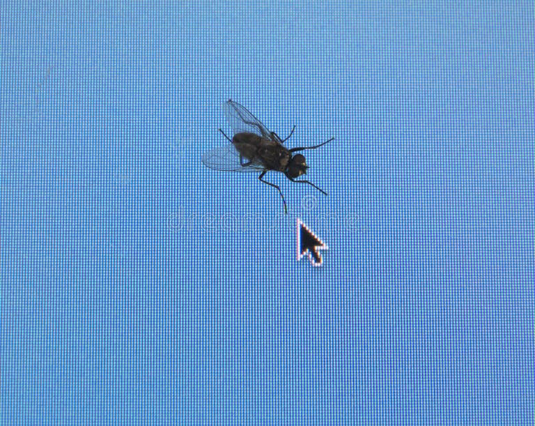 Housefly on Computer Screen. Stock Photo - Image of monitor, computer ...