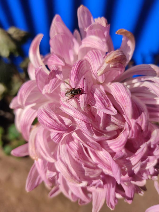 Housefly on a flower stock image. Image of housefly - 219655717