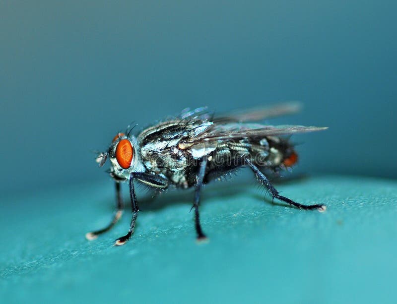 Housefly fly. stock image. Image of entomology, buzz - 44609083