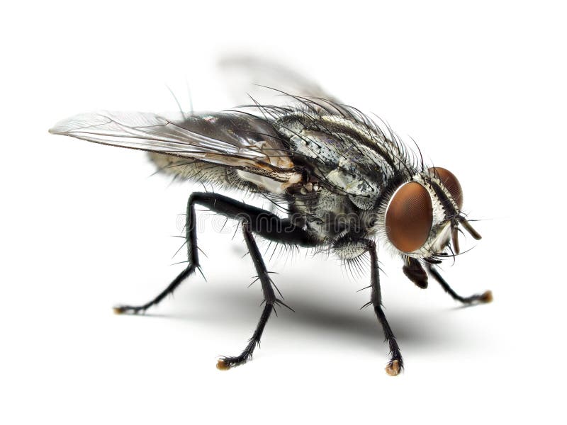 Housefly Isolated on White Background. Stock Photo - Image of common ...