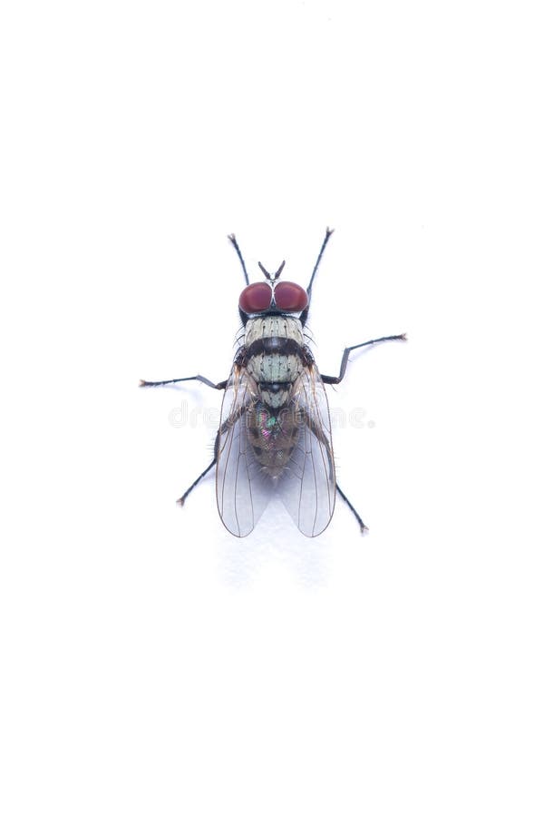 Background Housefly Top View White Stock Photos - Free & Royalty-Free ...