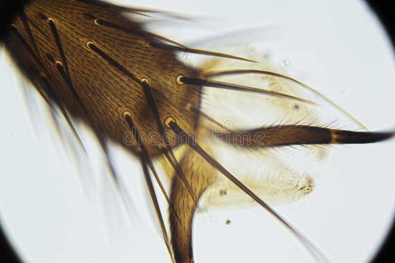 281 Insect Leg Microscope Stock Photos - Free & Royalty-Free Stock ...