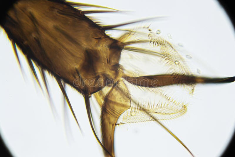 11,038 Light Microscope Photos - Free & Royalty-Free Stock Photos from ...