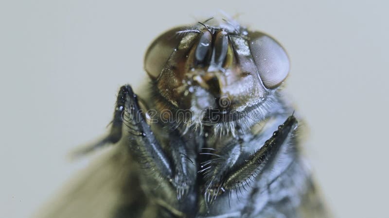 Housefly magnification stock footage. Video of housefly - 47275324