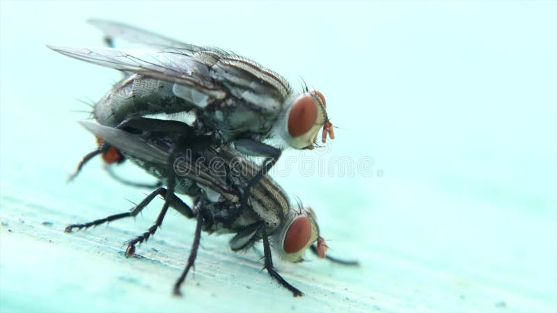 Housefly (musca Domestica) on Green Screen Stock Video - Video of ...