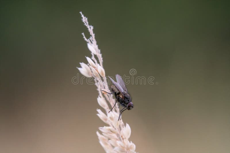 Housefly (Musca Domestica) stock image. Image of arthropod - 315494669