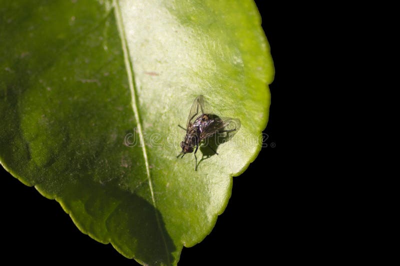 Fly on a leave stock photo. Image of tree, lemon, rainforest - 144597226