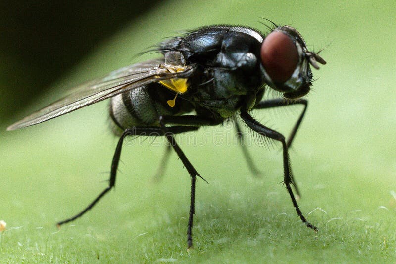 Housefly Small Insects on the Leaf in Kenyas Stock Image - Image of ...