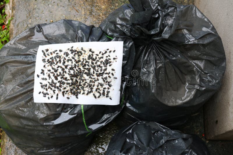 Housefly on White Papep Trap with Garbage Heap. Stock Image - Image of ...