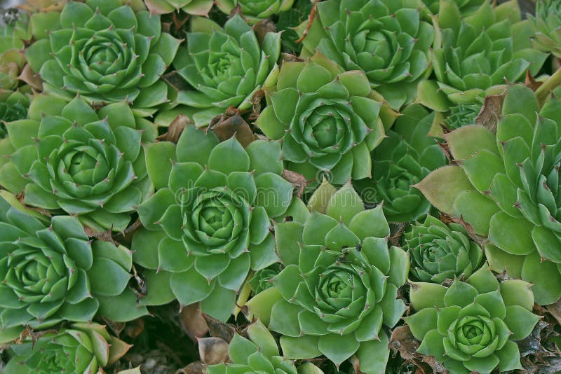 558 Housekeeper Plant Stock Photos - Free & Royalty-Free Stock Photos ...