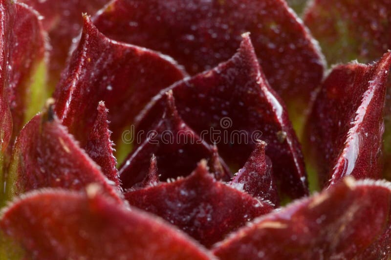 Houseleek stock photo. Image of macro, planting, nature - 4025090