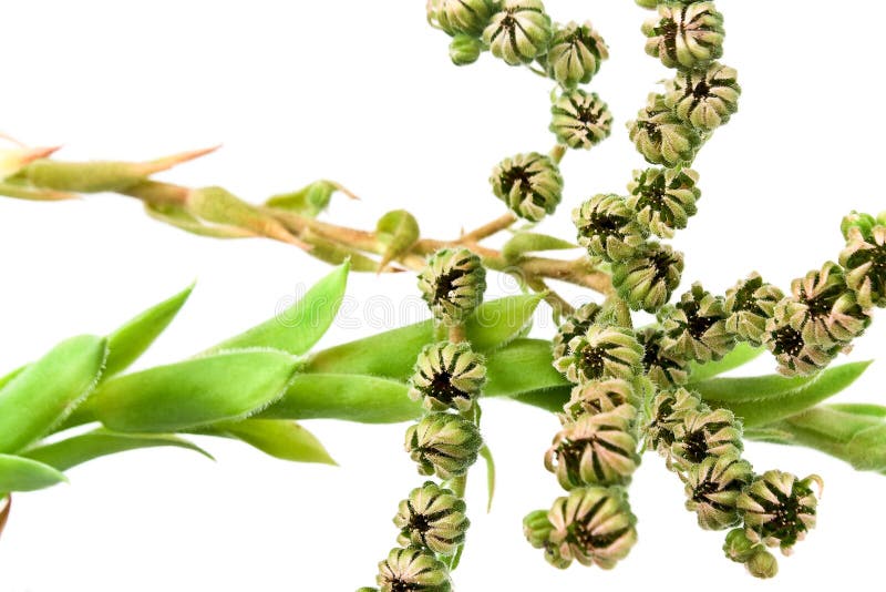 Houseleek buds stock photo. Image of horticulture, blush - 26037884