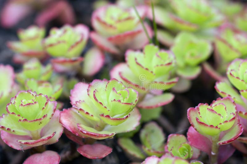 Houseleek stock photo. Image of plant, sengreen, bloom - 54979710