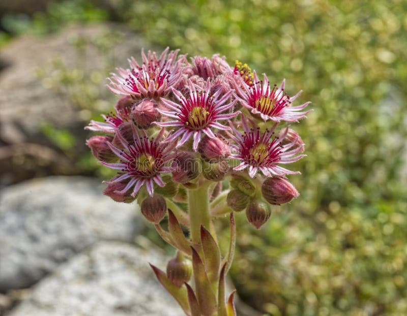 Sempervivum Tectorum. Many Petals. a Stone Rose Stock Photo - Image of ...
