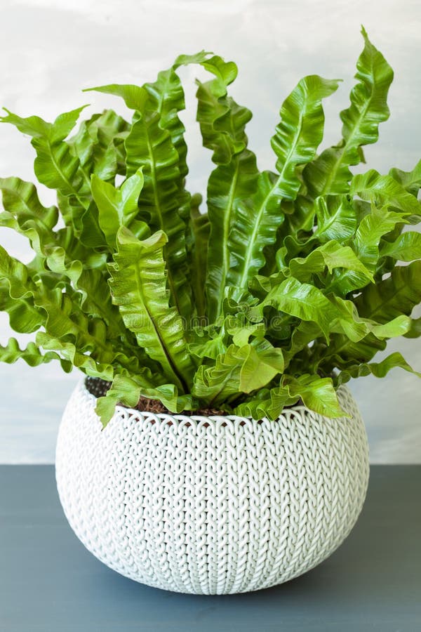 Houseplant Asplenium Nidus in White Pot Stock Photo - Image of natural ...